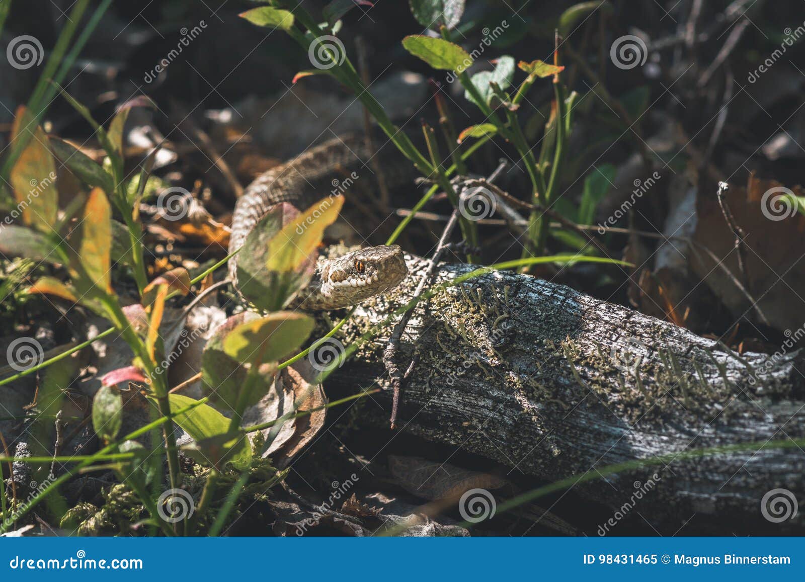 Viper Snake Crawling in the Forest Stock Image - Image of reptile, eyes ...