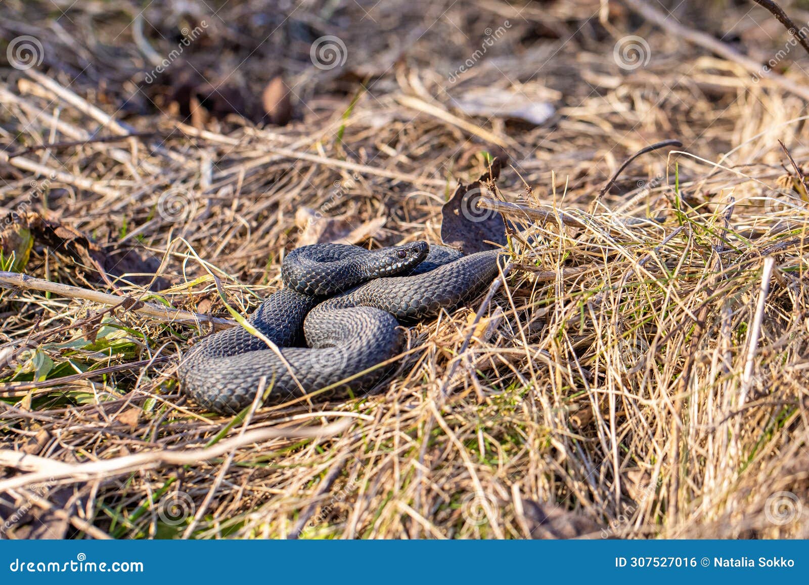 Viper snake on the ground stock photo. Image of springtime - 307527016