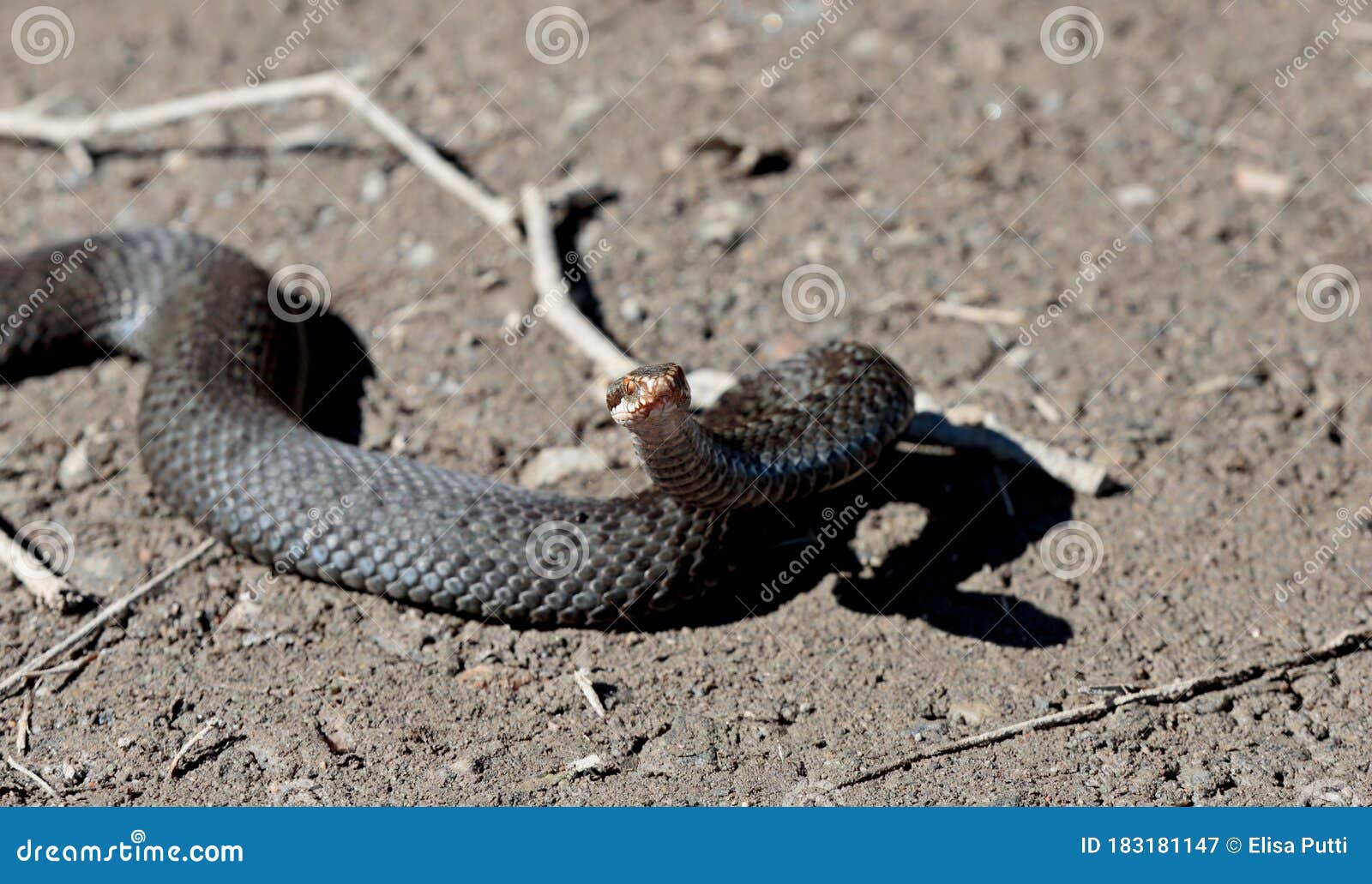 A Viper Snake Has Raised Its Head As it Feels Threatened Stock Image ...