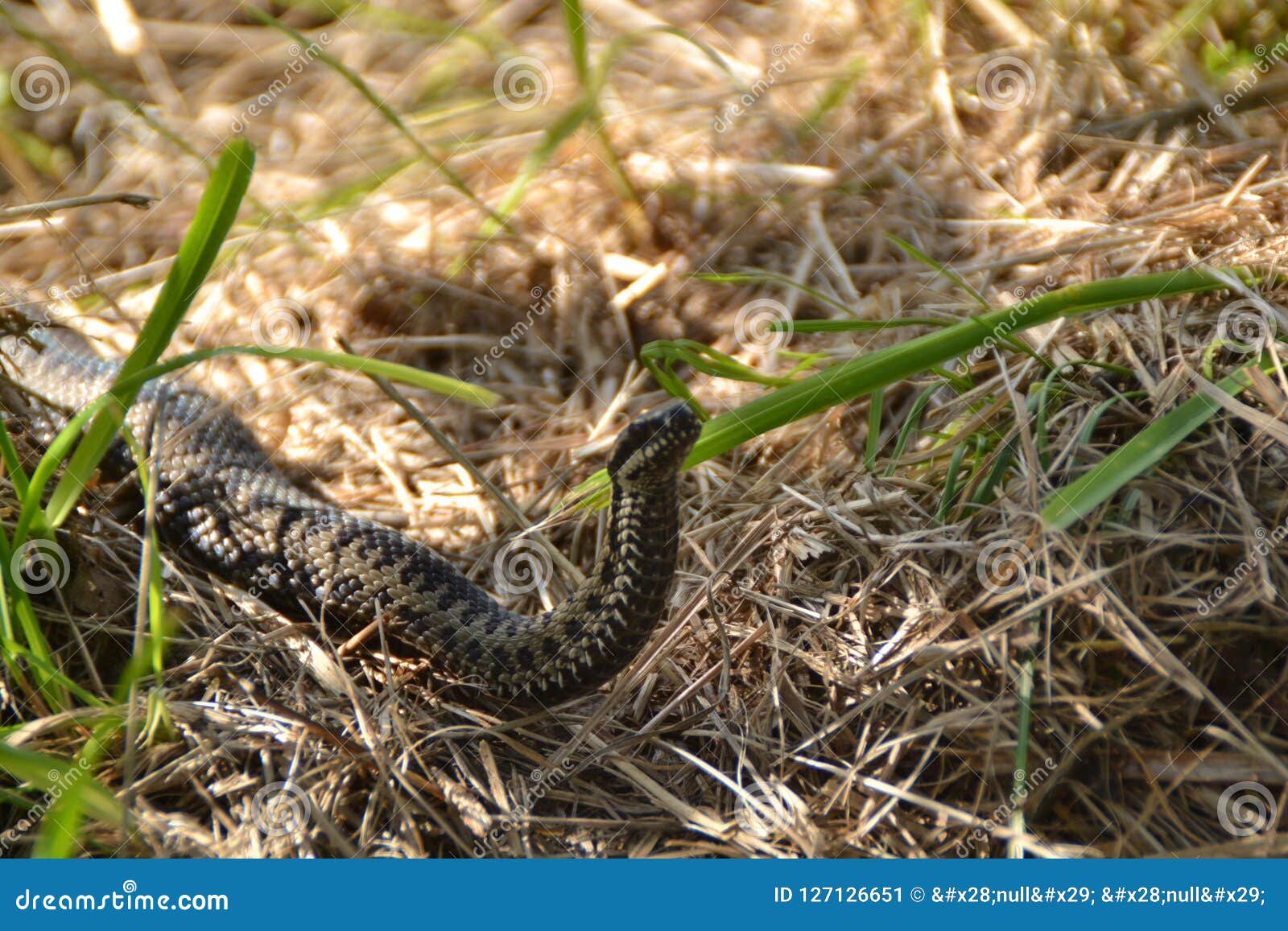 Viper stock image. Image of snake, viper, toxic, grass - 127126651