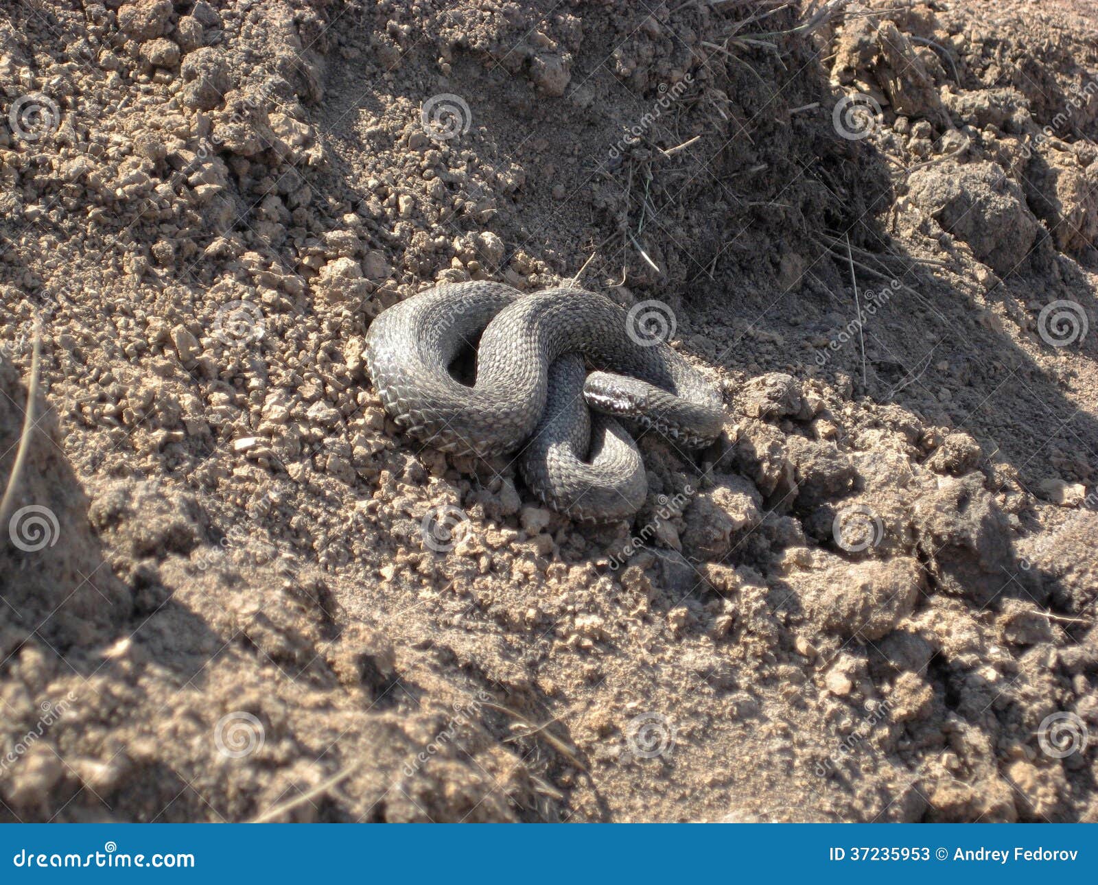 Viper snake stock image. Image of poisonous, anger, danger - 37235953