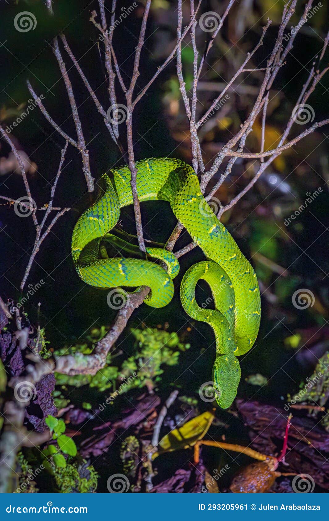 Viper Snake in Monteverde Cloud Forest (Costa Rica) Stock Image - Image ...