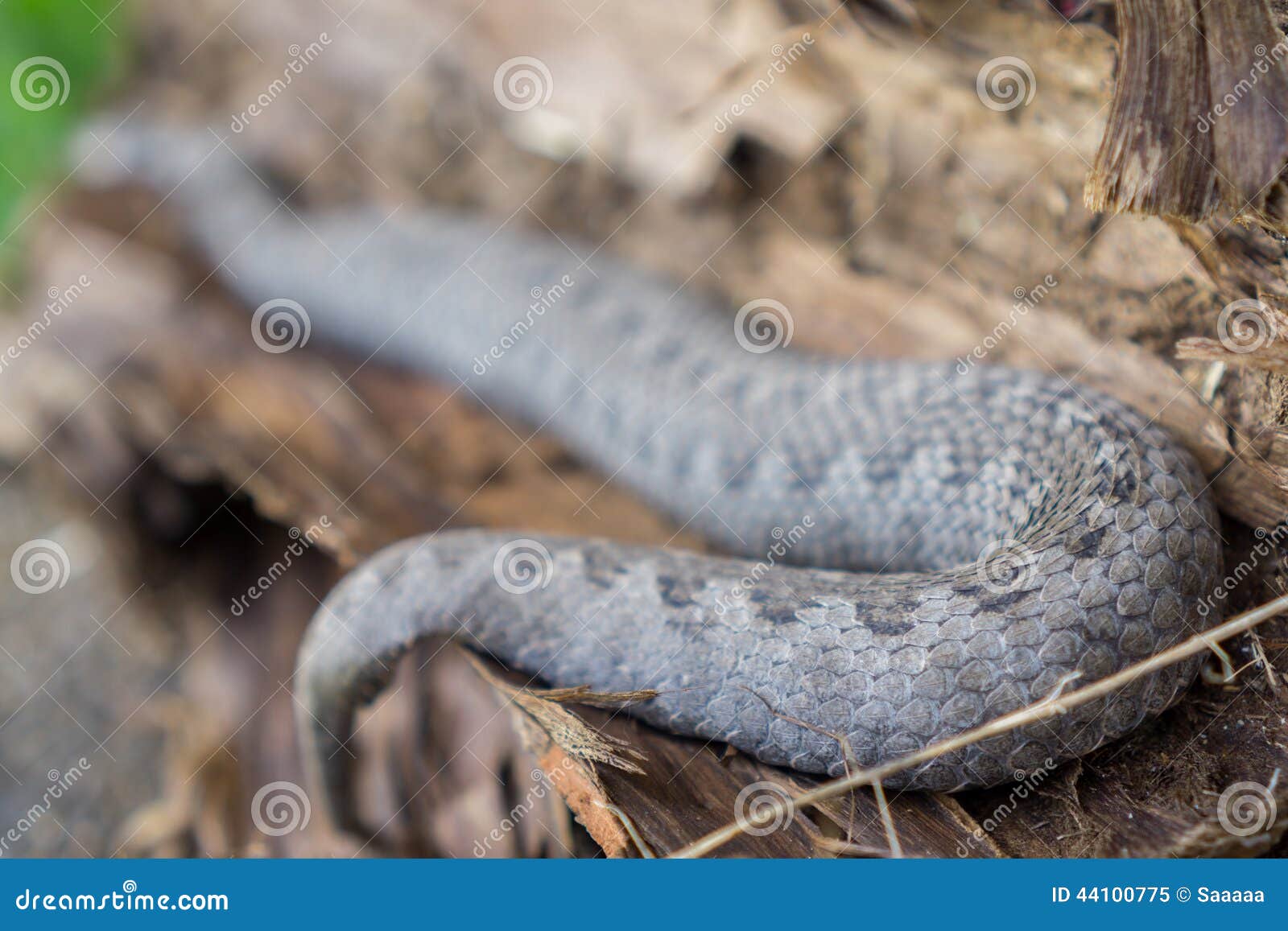 Viper Snake, Vipera Latastei Stock Image - Image of species, biology ...