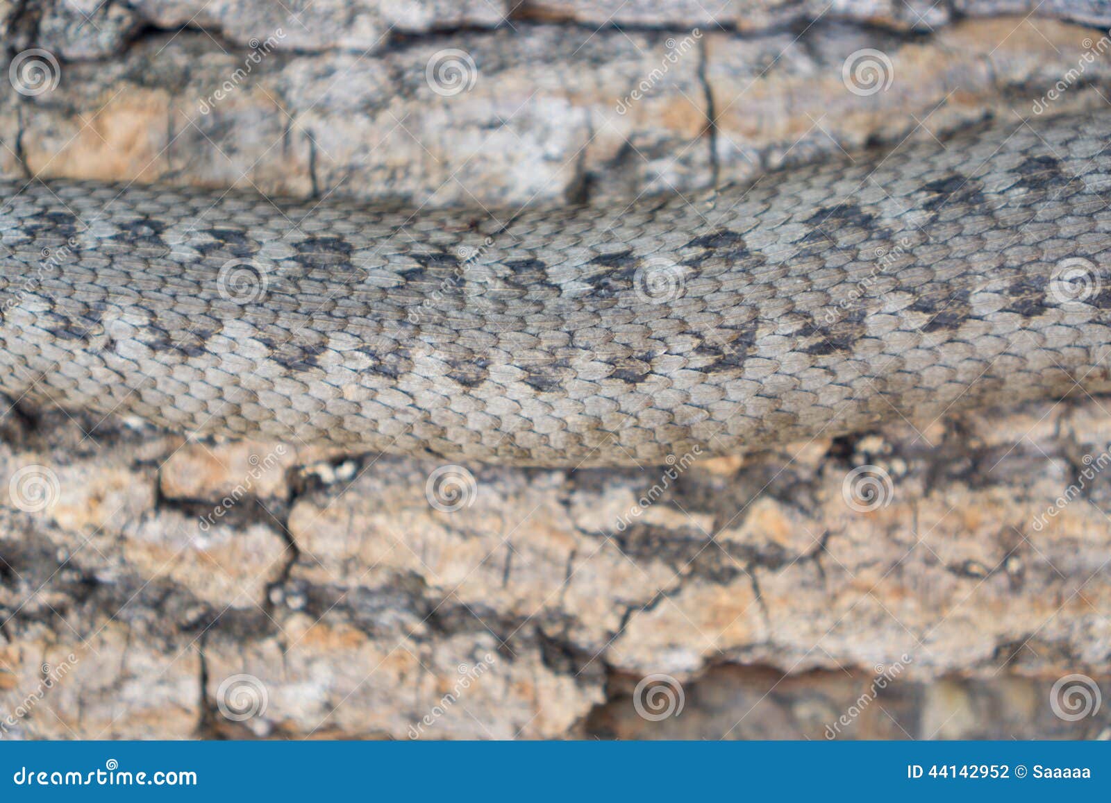 Viper Snake, Vipera Latastei Stock Photo - Image of flake, reptile ...