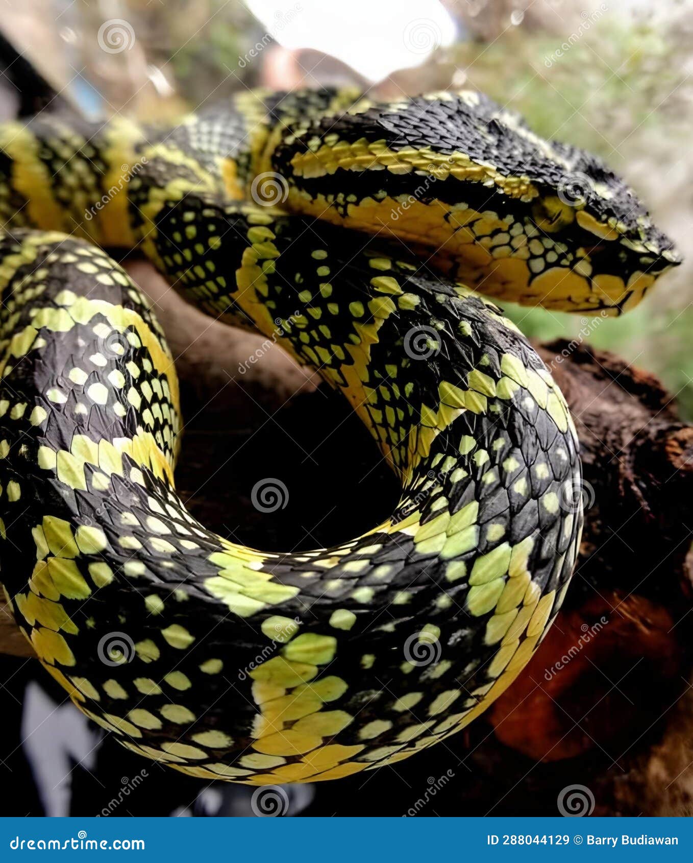 A Viper Tree Snakes Like a Monsters into Forest Stock Image - Image of ...
