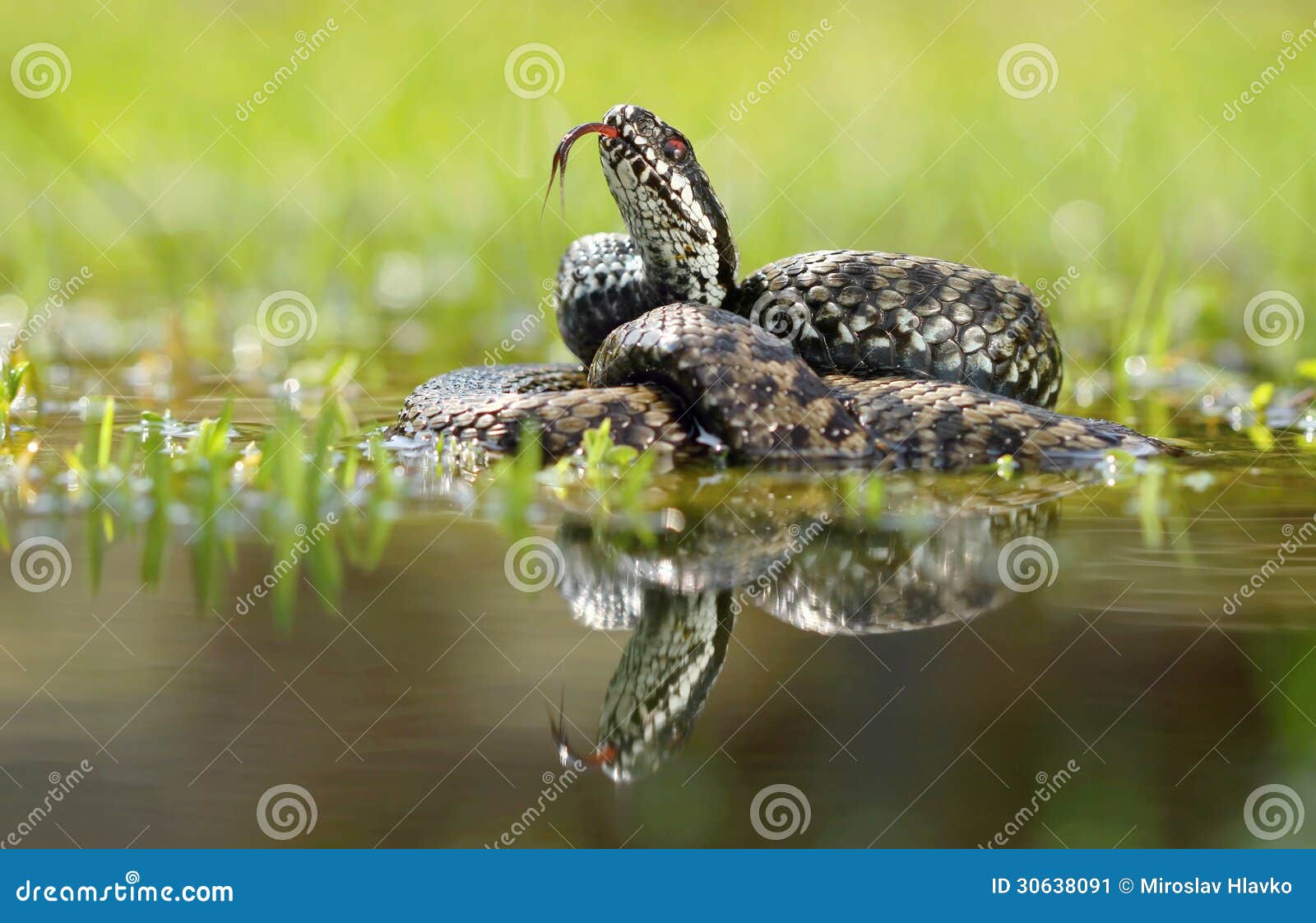 Viper in water stock image. Image of dangerous, reflection - 30638091