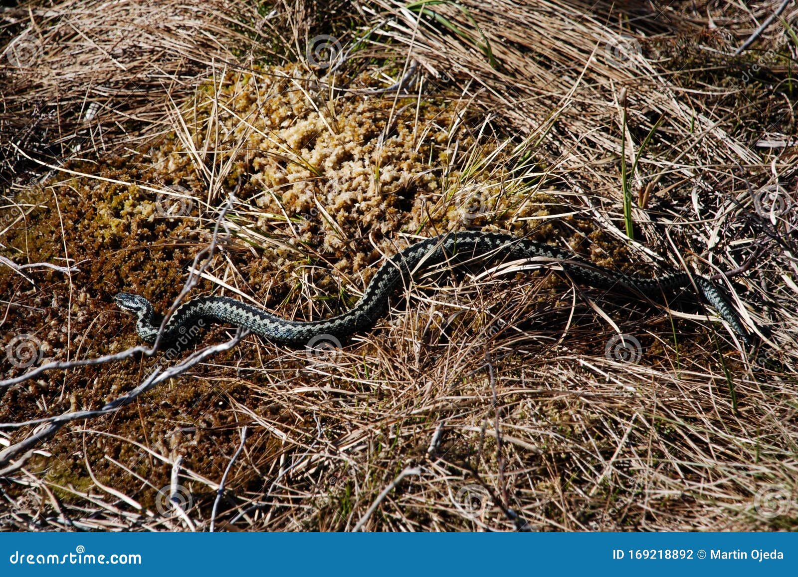 Viper in the Wild in Norway Stock Photo - Image of viper, summer: 169218892