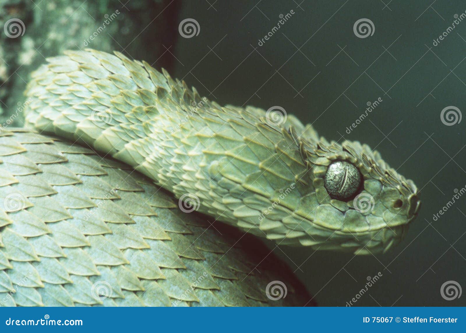 Vipera immagine stock. Immagine di foresta, mortale, bobina - 75067