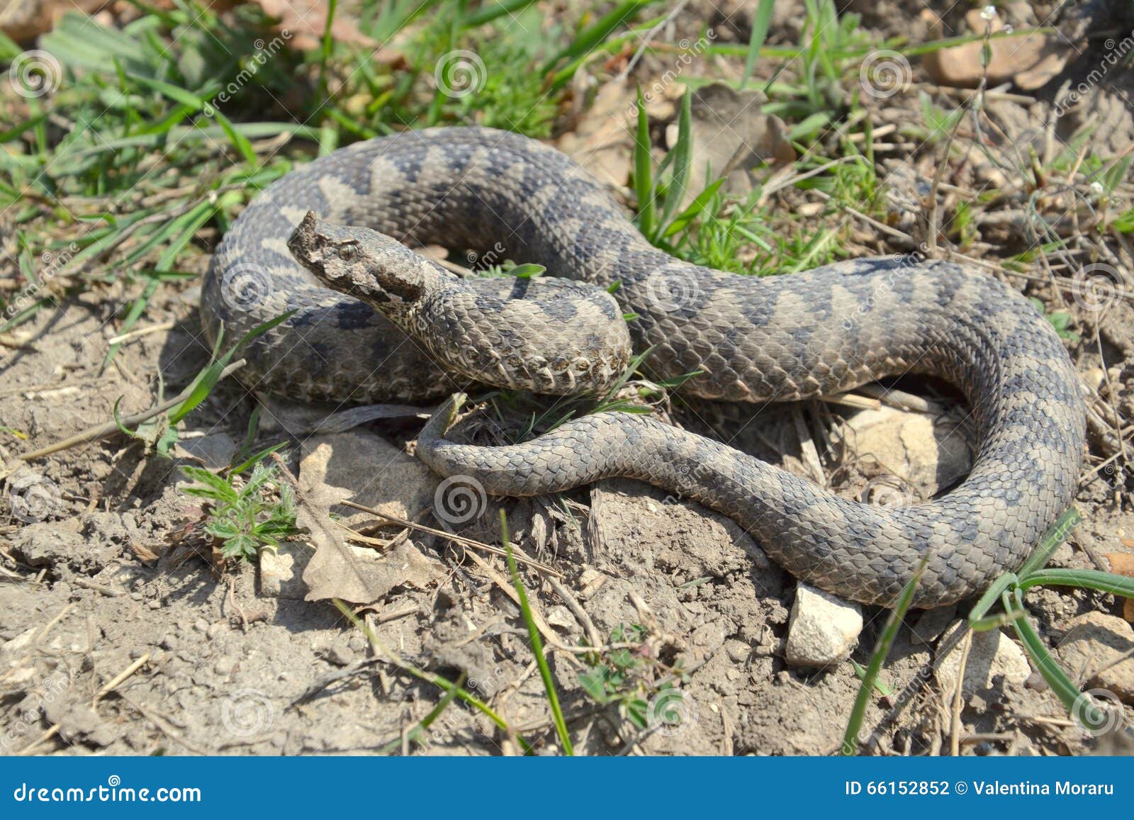 Vipera ammodytes stock photo. Image of europe, animal - 66152852