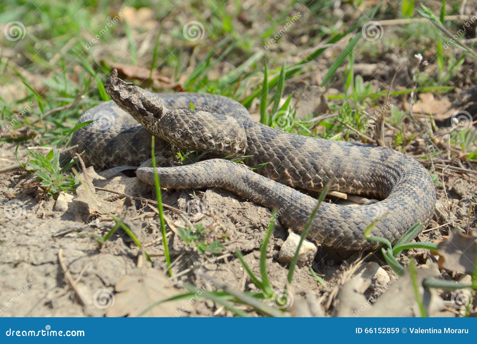 Vipera ammodytes stock image. Image of enzymes, fast - 66152859