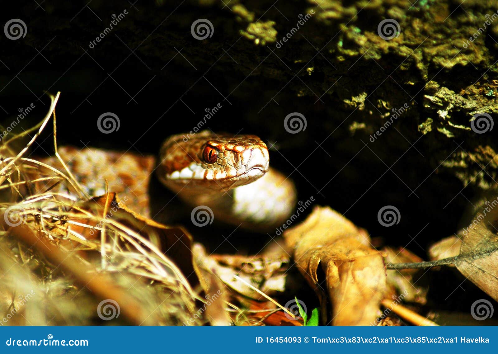 Vipera berus stock image. Image of adder, snake, portrait - 16454093
