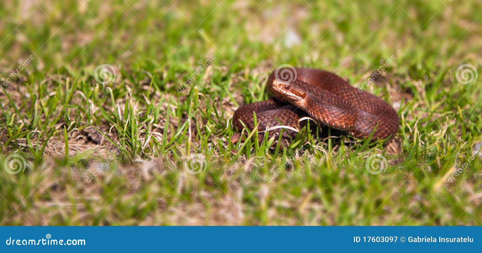 Vipera Berus stock image. Image of berus, deadly, poison - 17603097