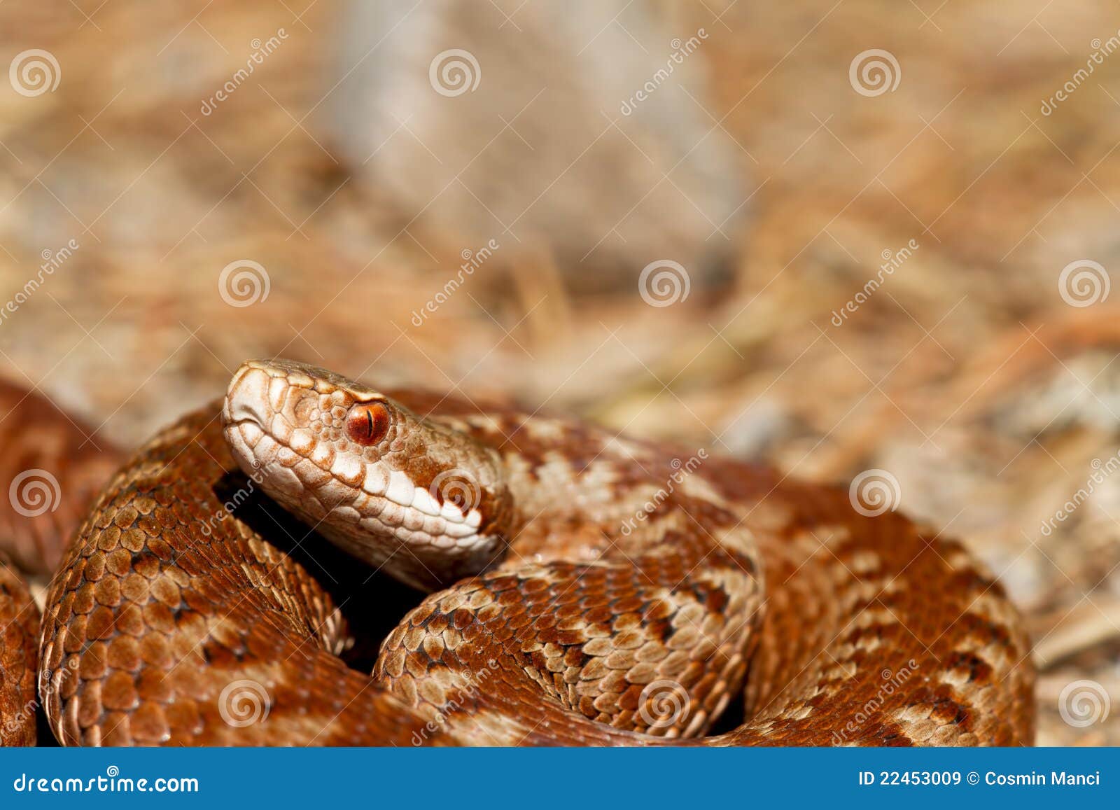 Vipera berus stock image. Image of reptilian, snake, european - 22453009
