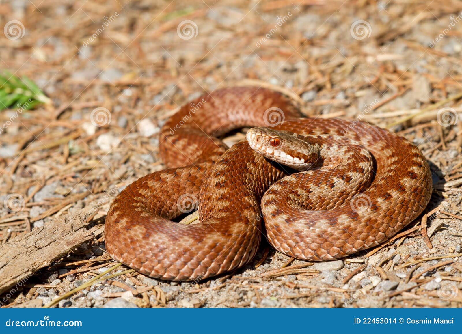Vipera berus stock photo. Image of venom, wild, poison - 22453014