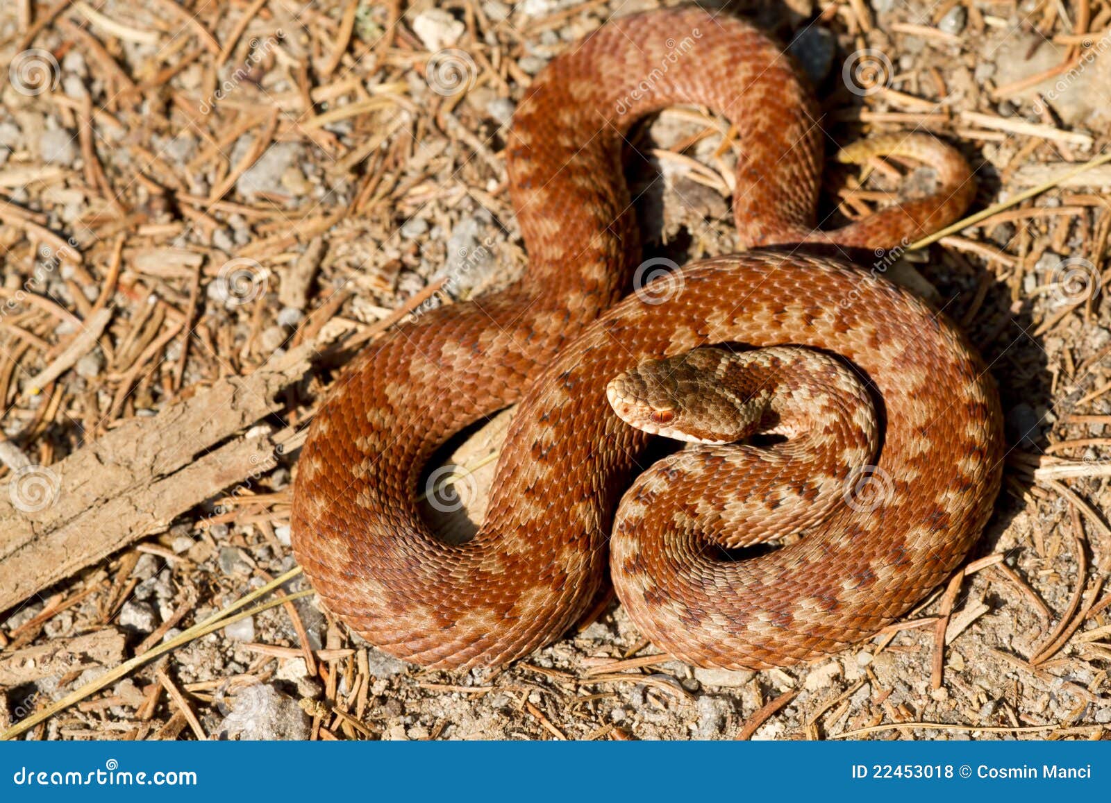 Vipera berus stock photo. Image of endangered, venom - 22453018