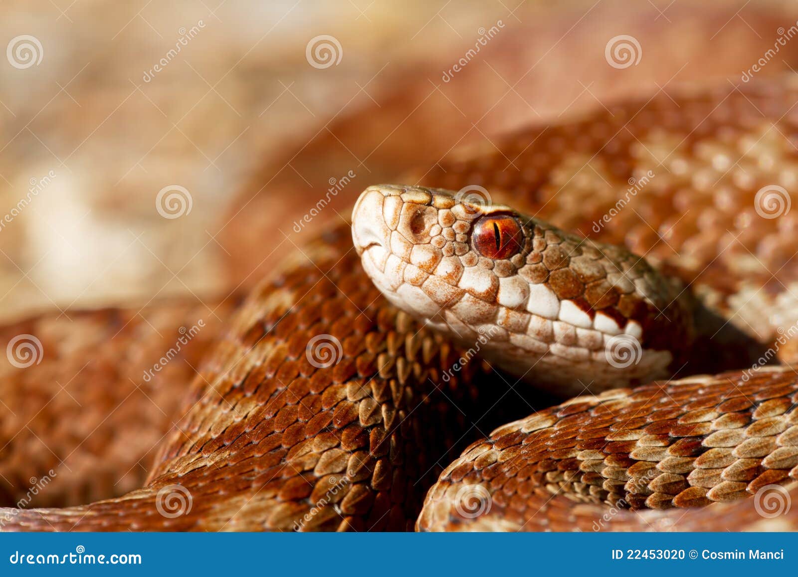 Vipera berus stock photo. Image of herpetology, adder - 22453020