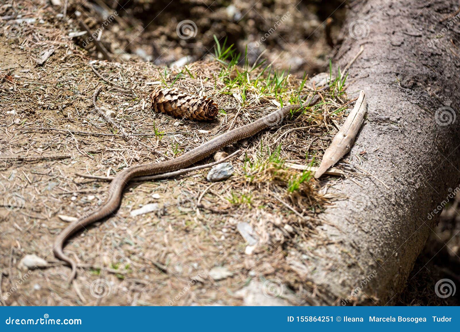 Vipera Berus, Common European Adder Stock Image - Image of poisonous ...