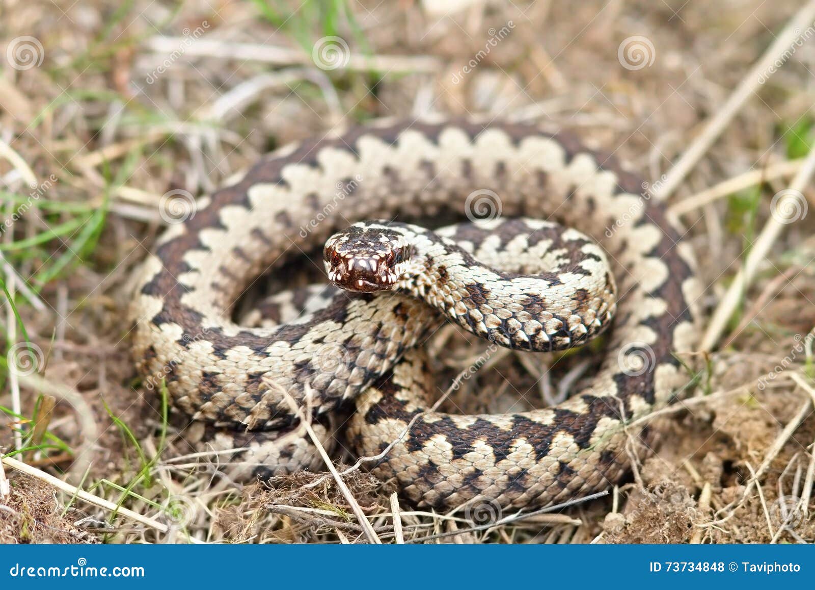 Vipera Berus in Natural Habitat Stock Photo - Image of fauna, fearsome ...