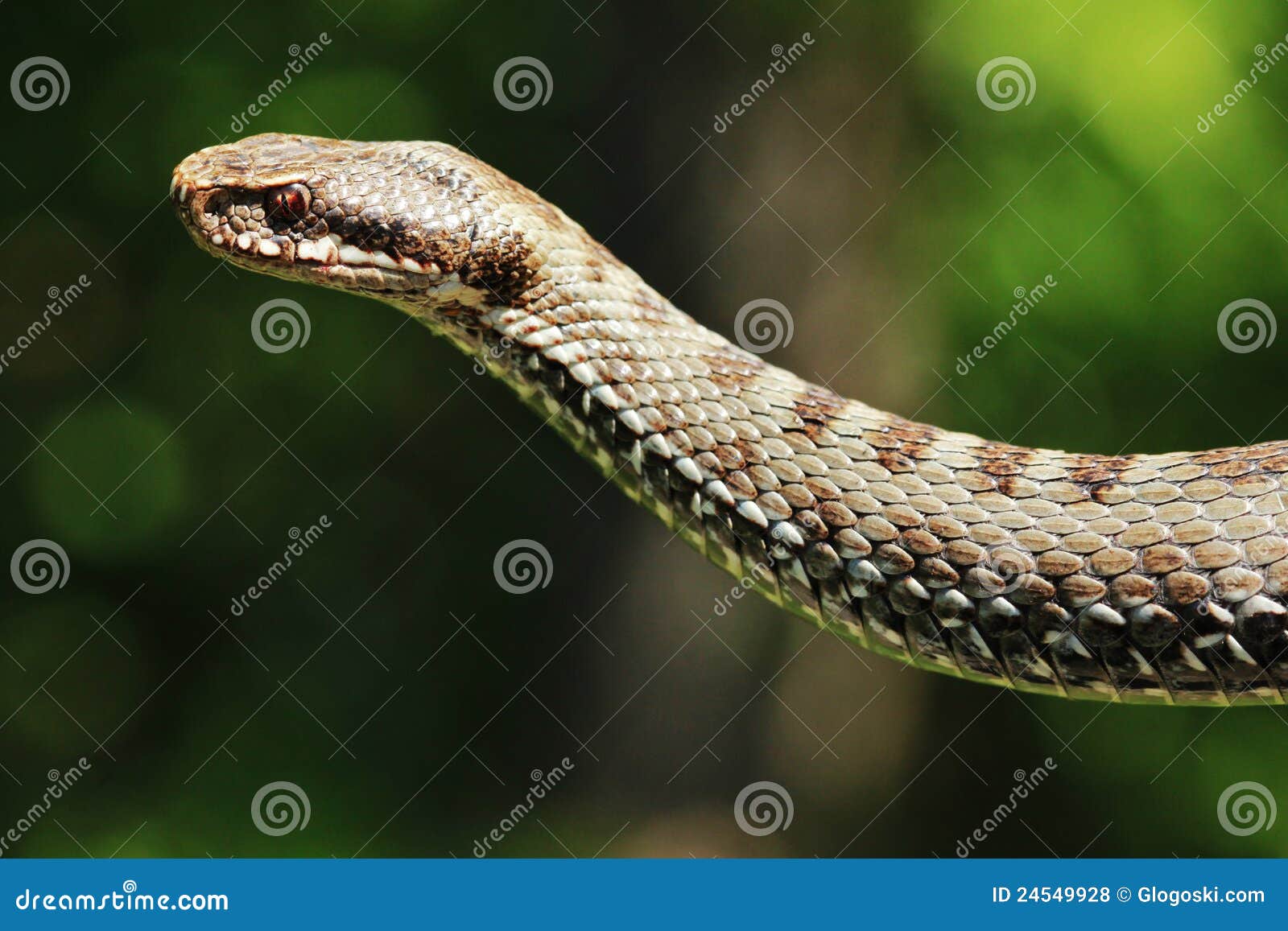 Vipera Berus snake stock photo. Image of head, animalia - 24549928