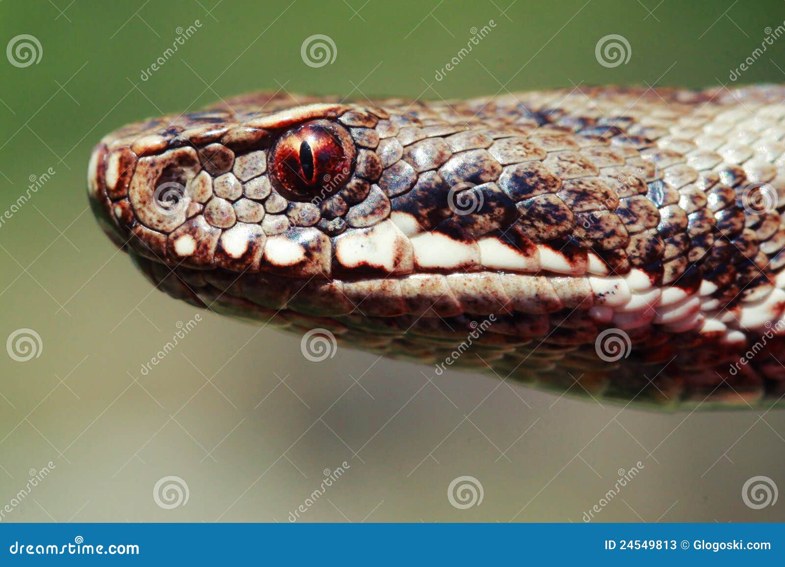 Vipera Berus Snake Head Detail Stock Image - Image of wilderness ...