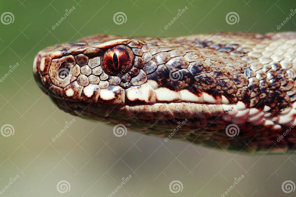 Vipera Berus Snake Head Detail Stock Image - Image of wilderness ...