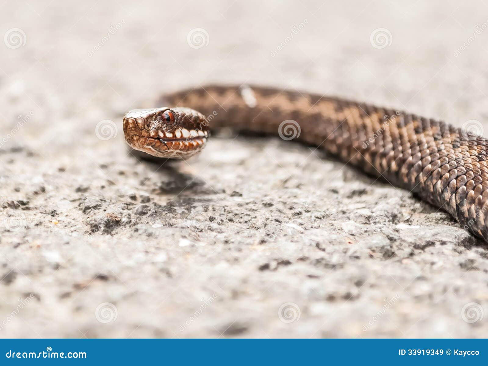 Vipera Berus stock image. Image of adder, looking, nature - 33919349
