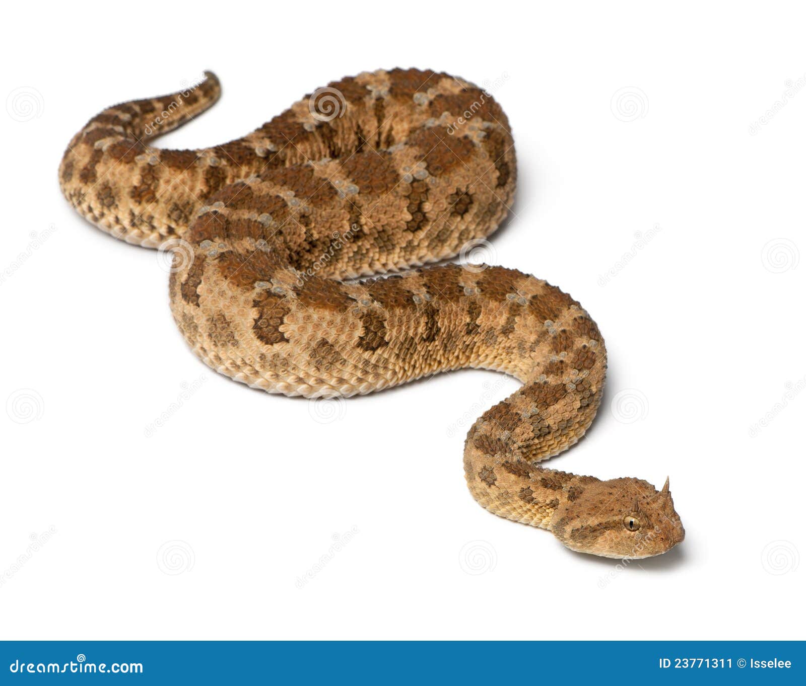 Vipera Cornuta Sahariana - Cerastes Del Cerastes Immagine Stock ...