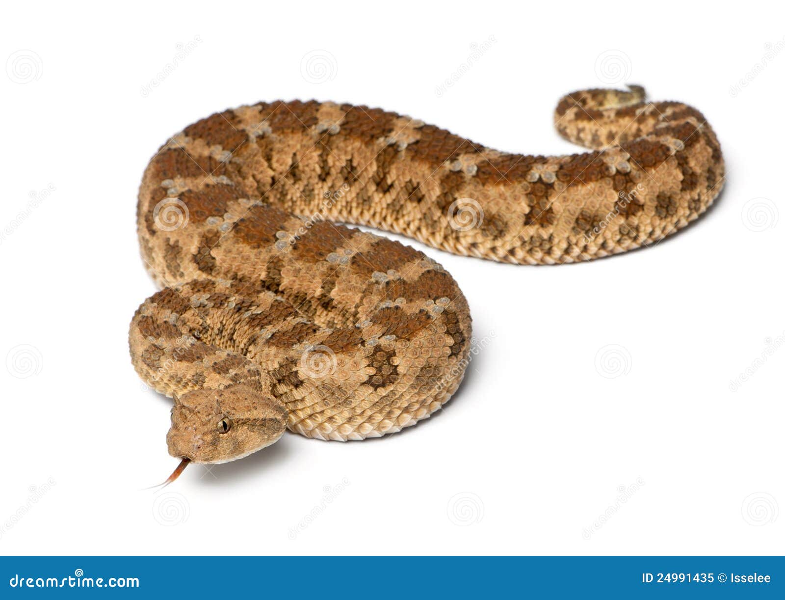 Vipera Cornuta Sahariana - Cerastes Del Cerastes Immagine Stock ...