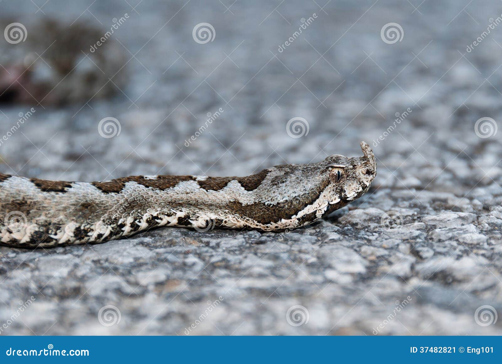 Vipera Cornuta Sulla Strada Immagine Stock - Immagine di addizionatrice ...