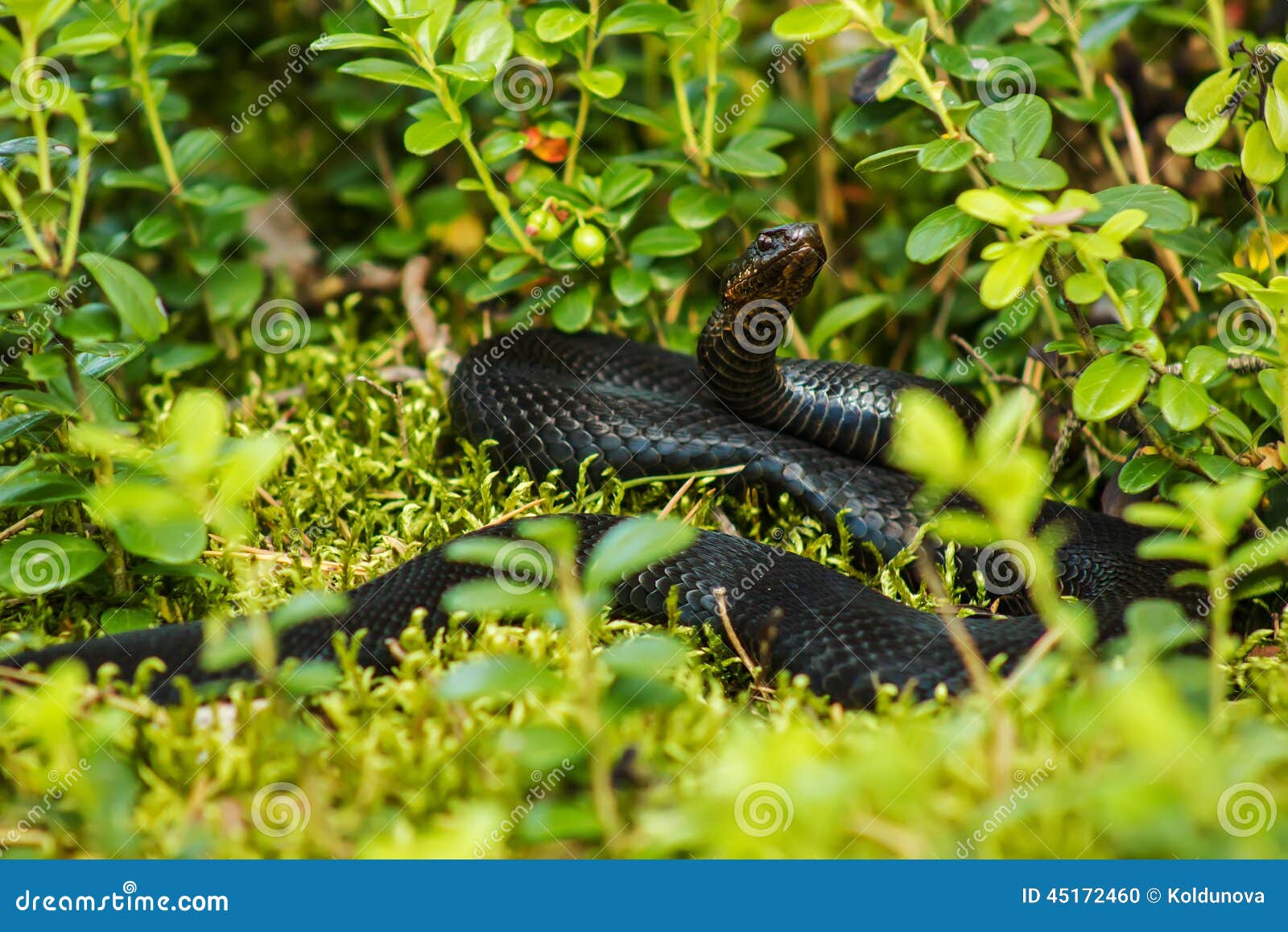 Vipera nera del serpente fotografia stock. Immagine di predatore - 45172460