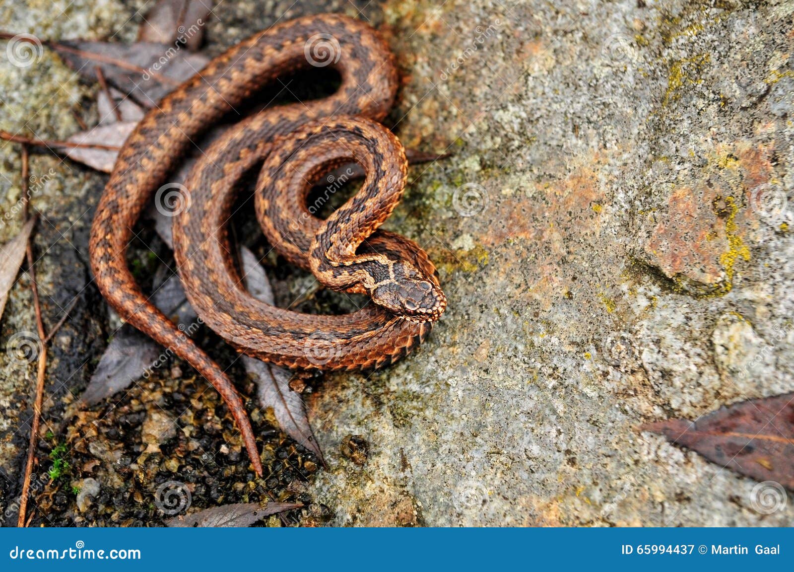 Vipera Pericolosa Del Serpente Su Roccia, Rettile Immagine Stock ...