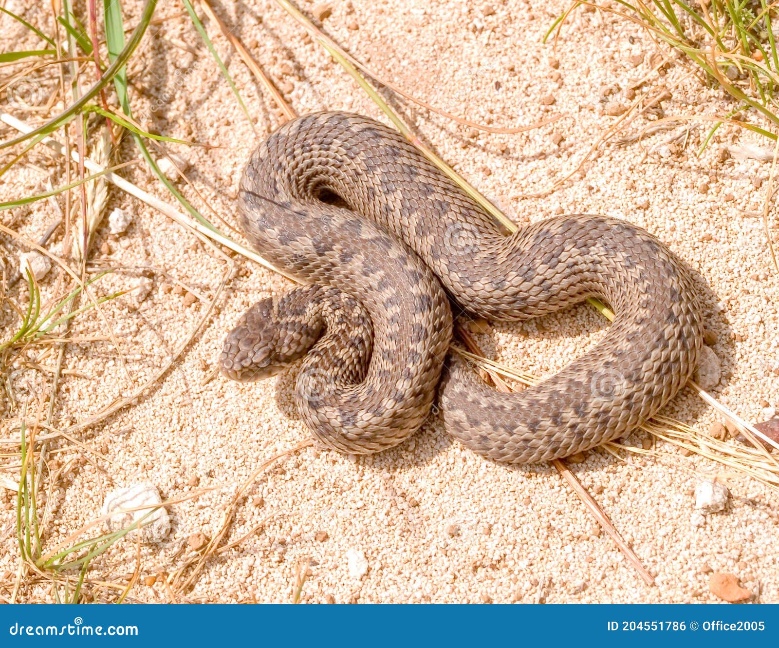 Vipera Ursinii Macrops, Meadow Viper Stock Photo - Image of viper ...