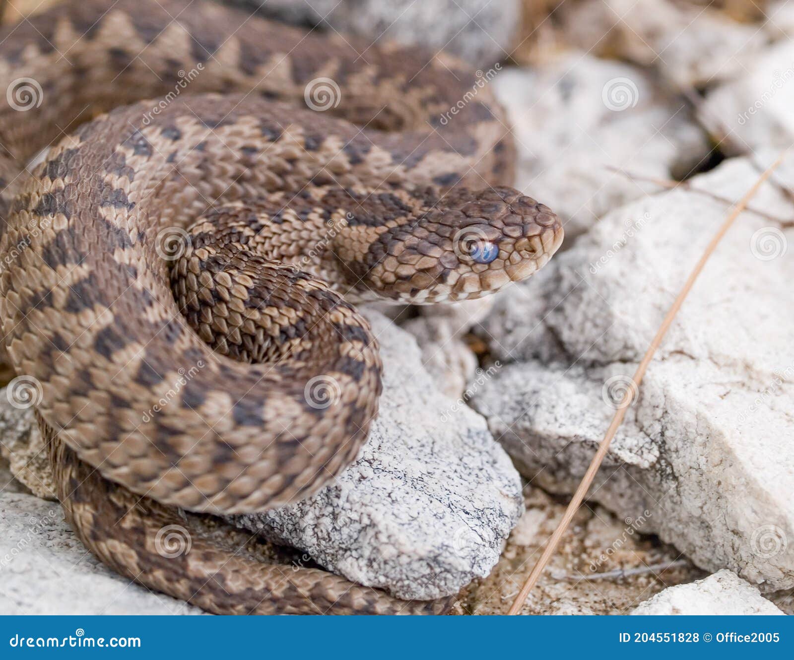 Vipera Ursinii Macrops, Meadow Viper Stock Photo - Image of viper ...