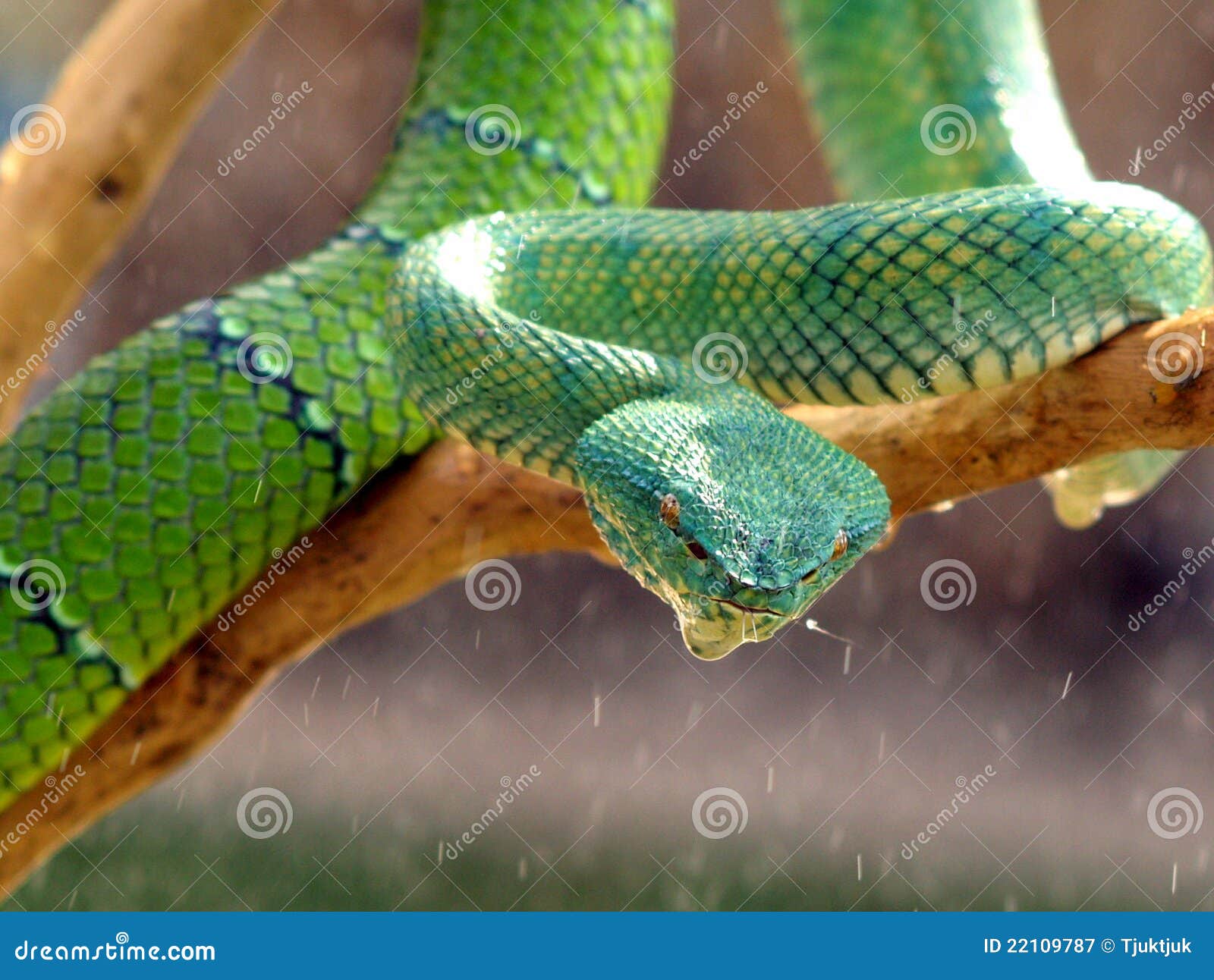 Vipera verde immagine stock. Immagine di fauna, esotico - 22109787