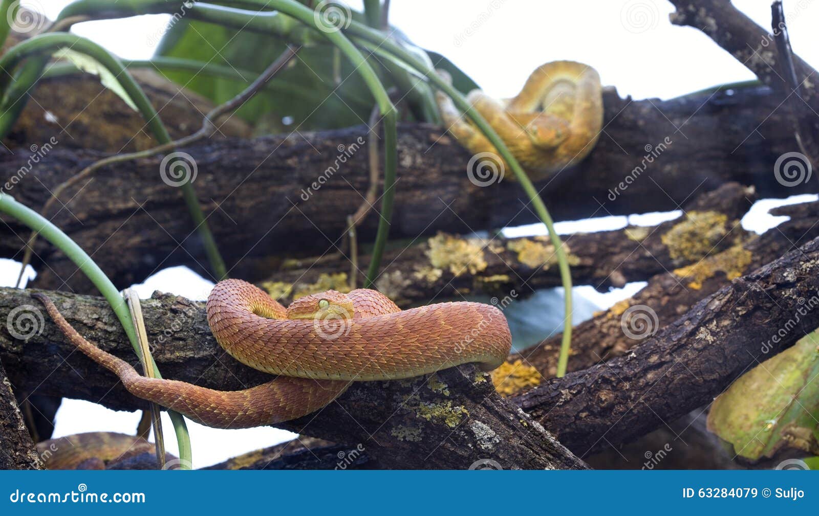 Vipera verde di Bush immagine stock. Immagine di nave - 63284079