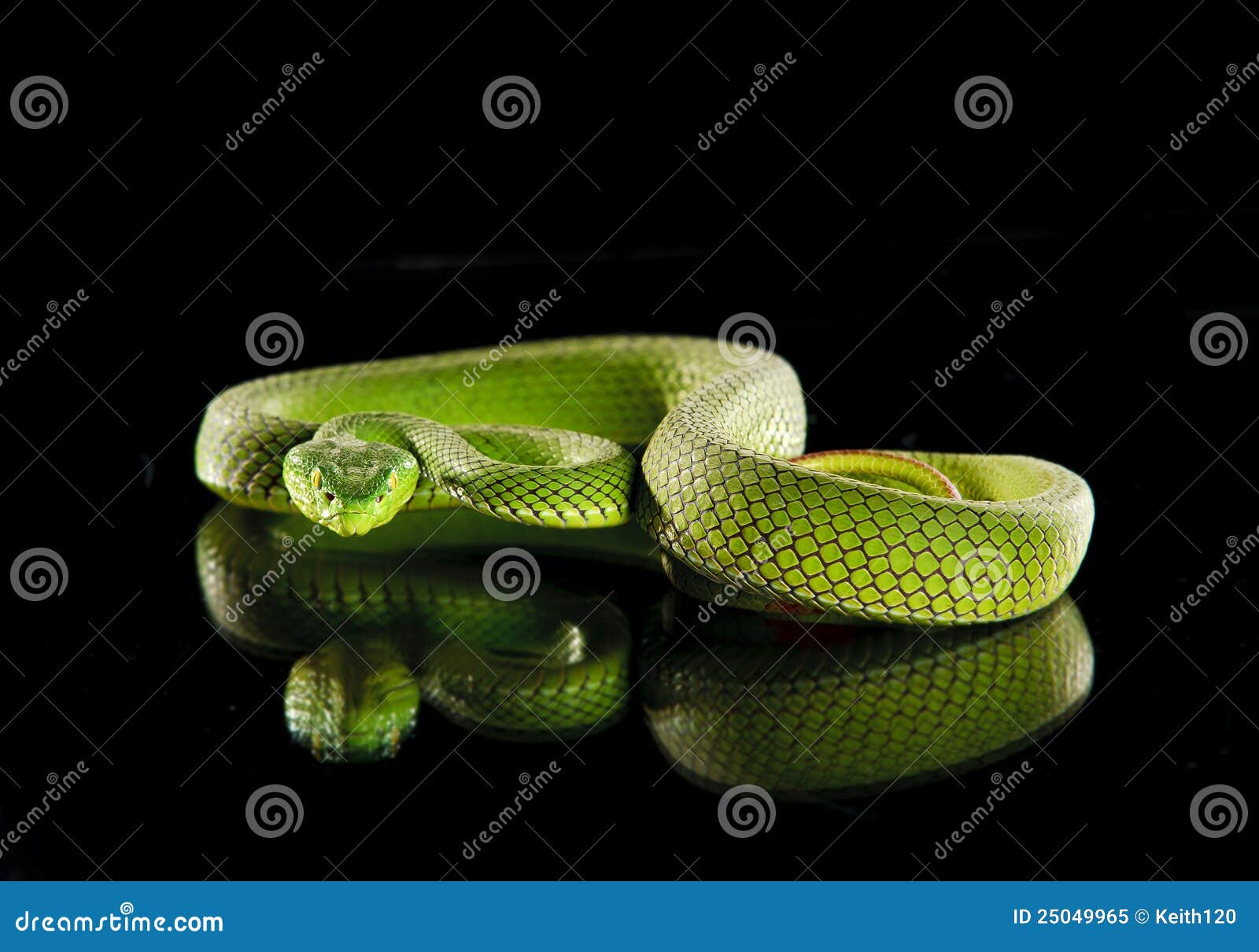 Vipera verde rara immagine stock. Immagine di vipera - 25049965