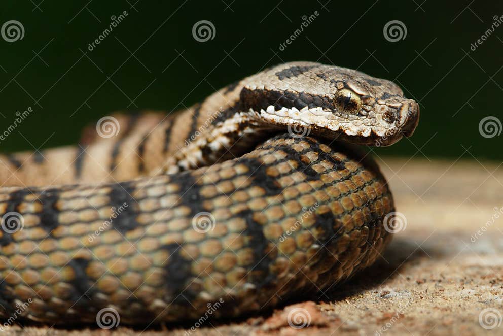 Vipere aspic stock image. Image of reptile, medicine, venomous - 6937551