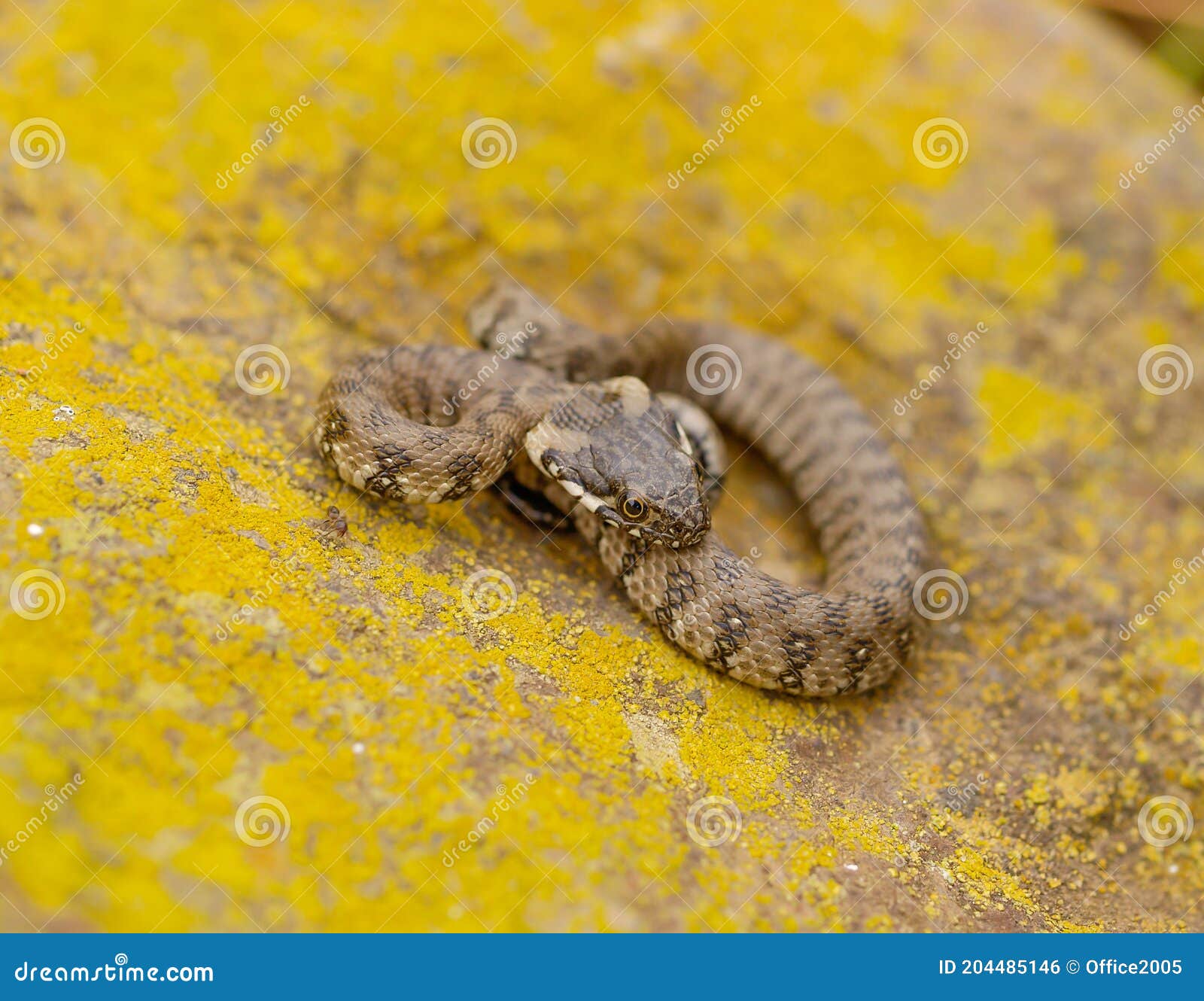 Viperine Snake, Natrix Maura Stock Photo - Image of viperina, animal ...
