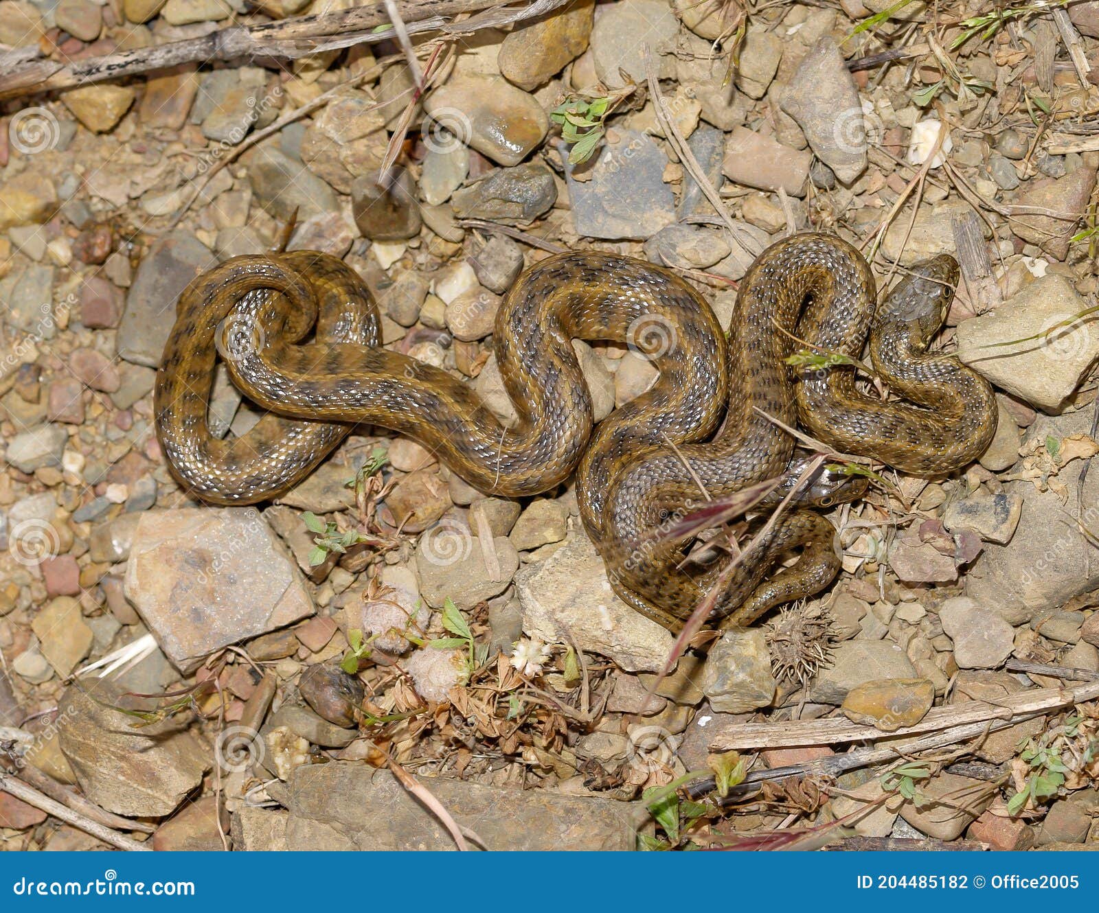 Viperine Snake, Natrix Maura Stock Photo - Image of viper, head: 204485182