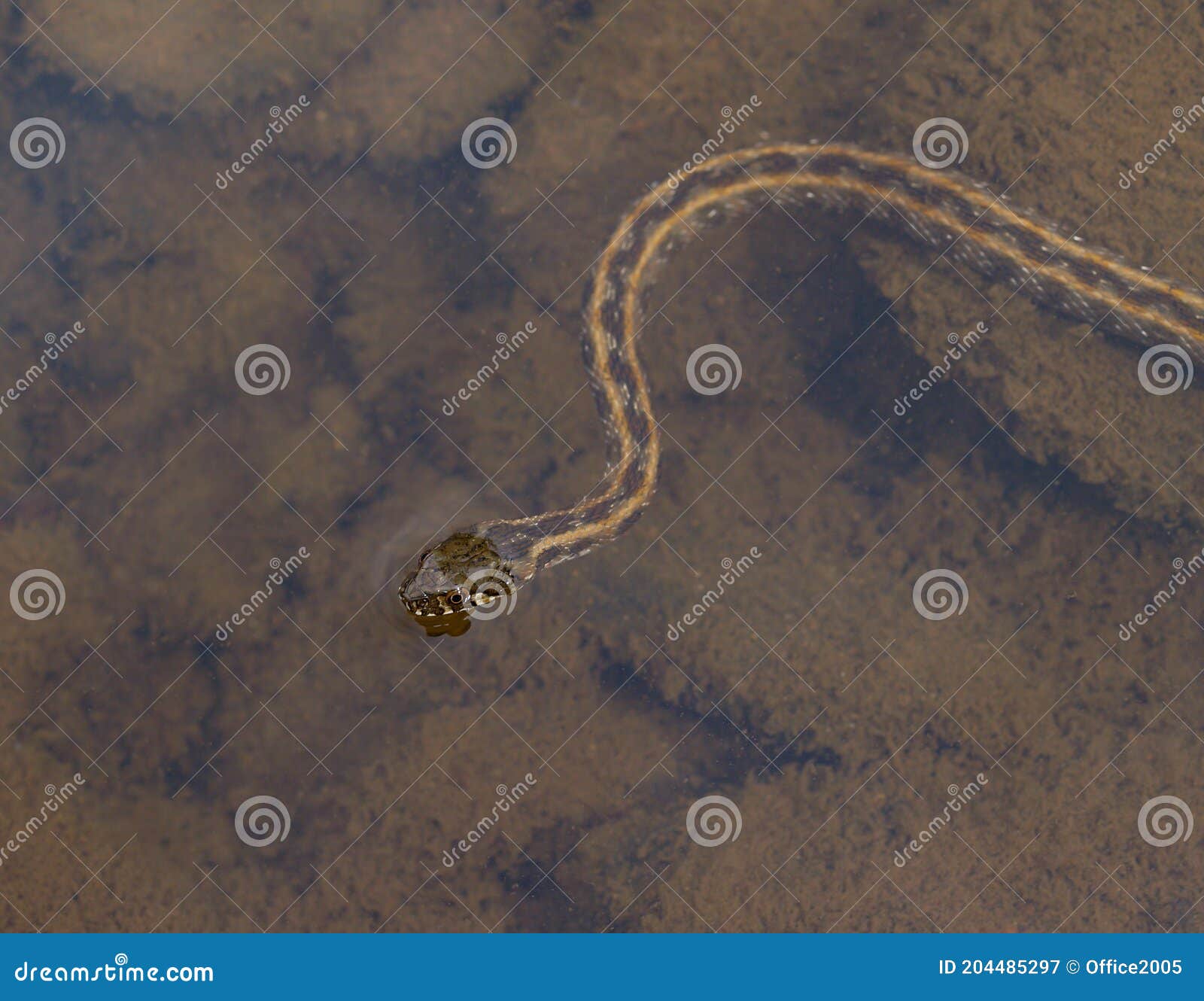 Viperine Snake, Natrix Maura Stock Image - Image of balkan, viper ...