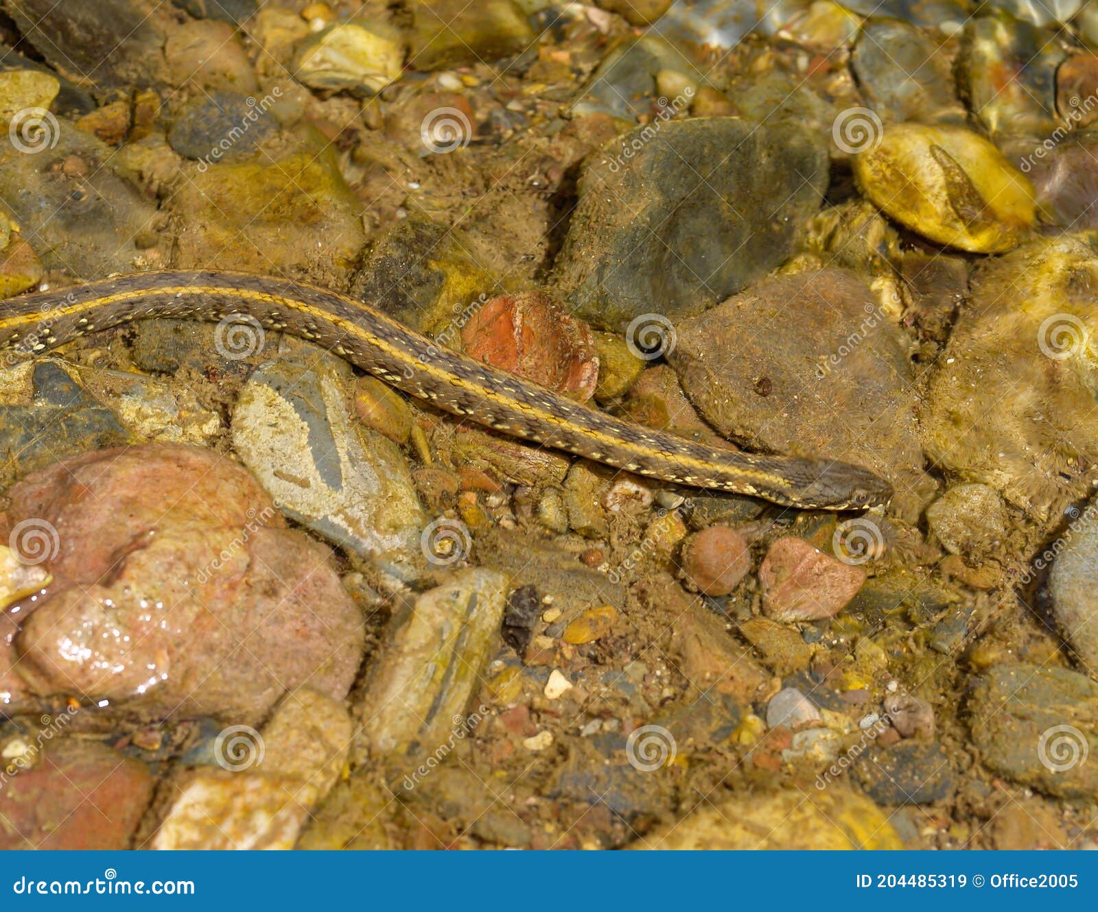 Viperine Snake, Natrix Maura Stock Image - Image of head, close: 204485319