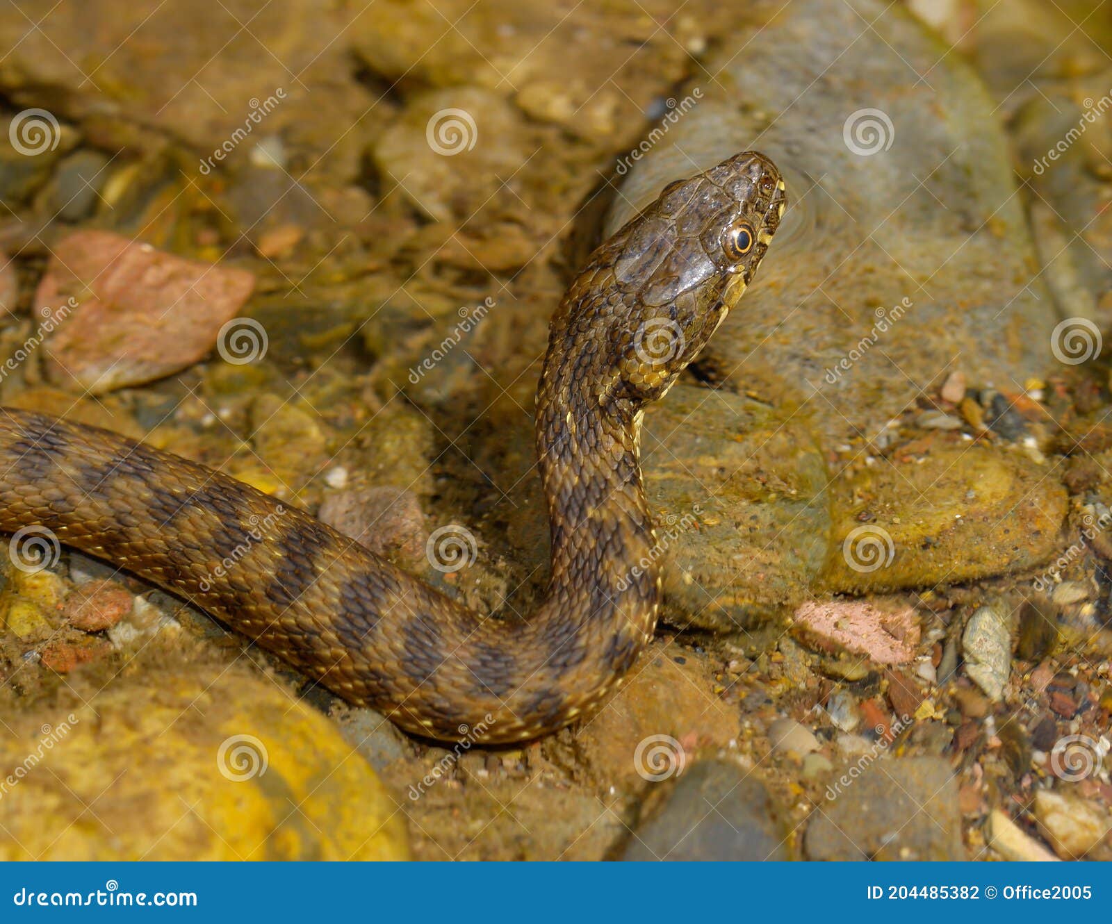 Viperine Snake, Natrix Maura Stock Photo - Image of europe, rare: 204485382