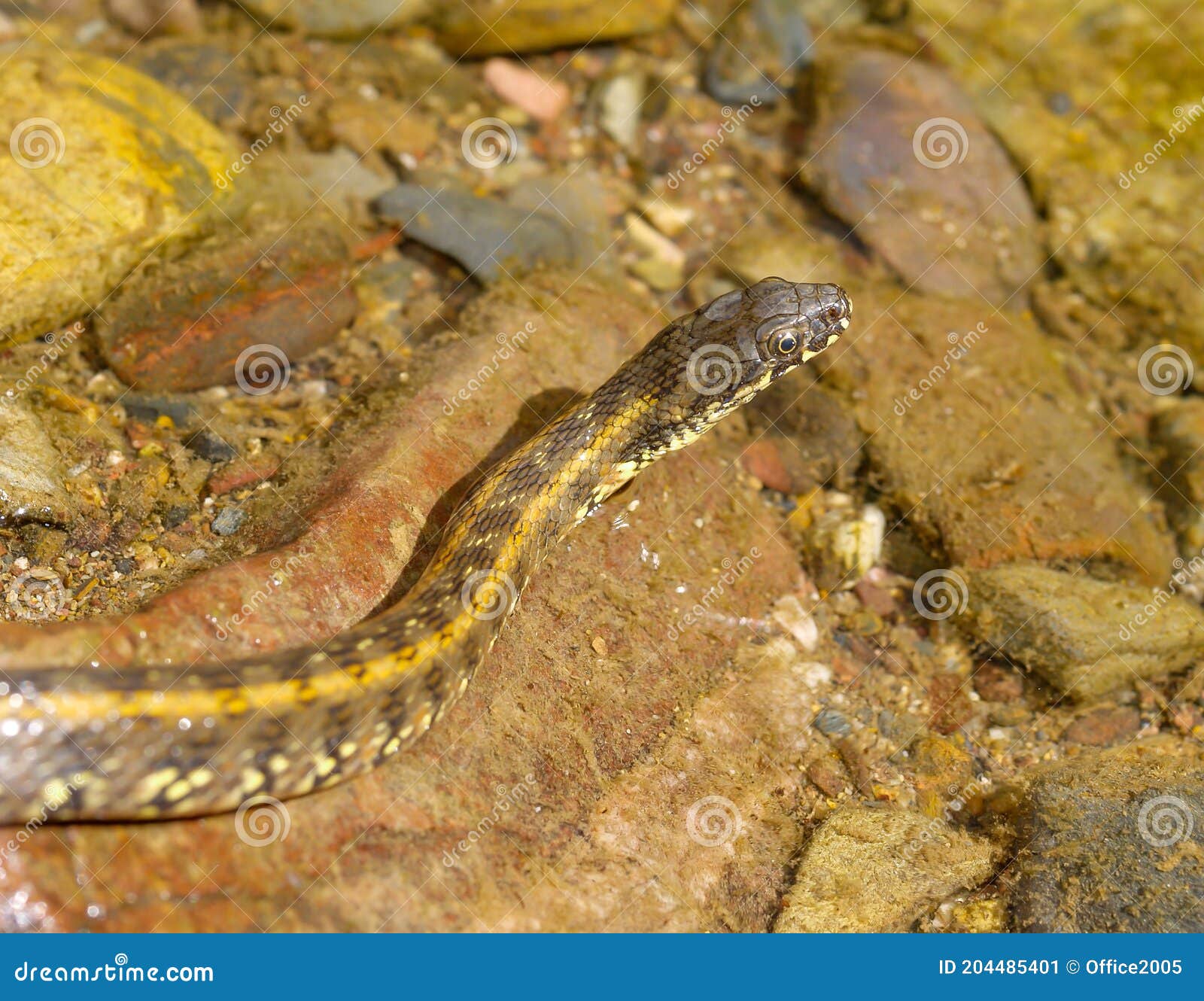 Viperine Snake, Natrix Maura Stock Image - Image of rare, face: 204485401