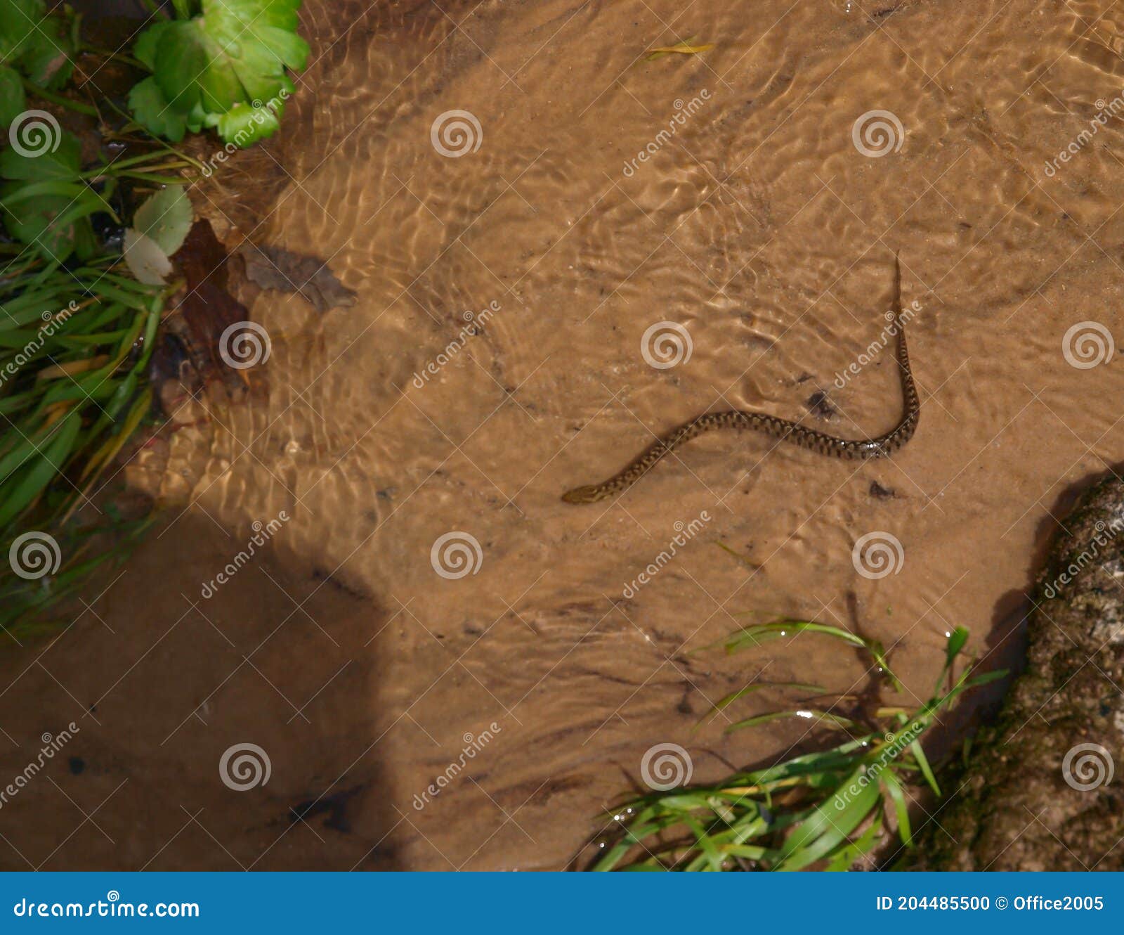 Viperine Snake, Natrix Maura Stock Photo - Image of long, face: 204485500
