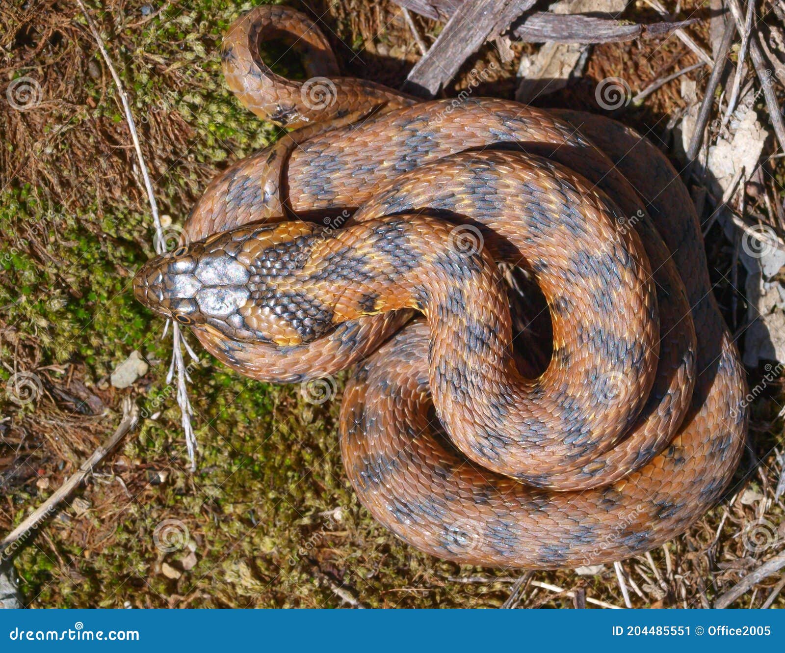 Viperine Snake, Natrix Maura Stock Image - Image of endangered, long ...