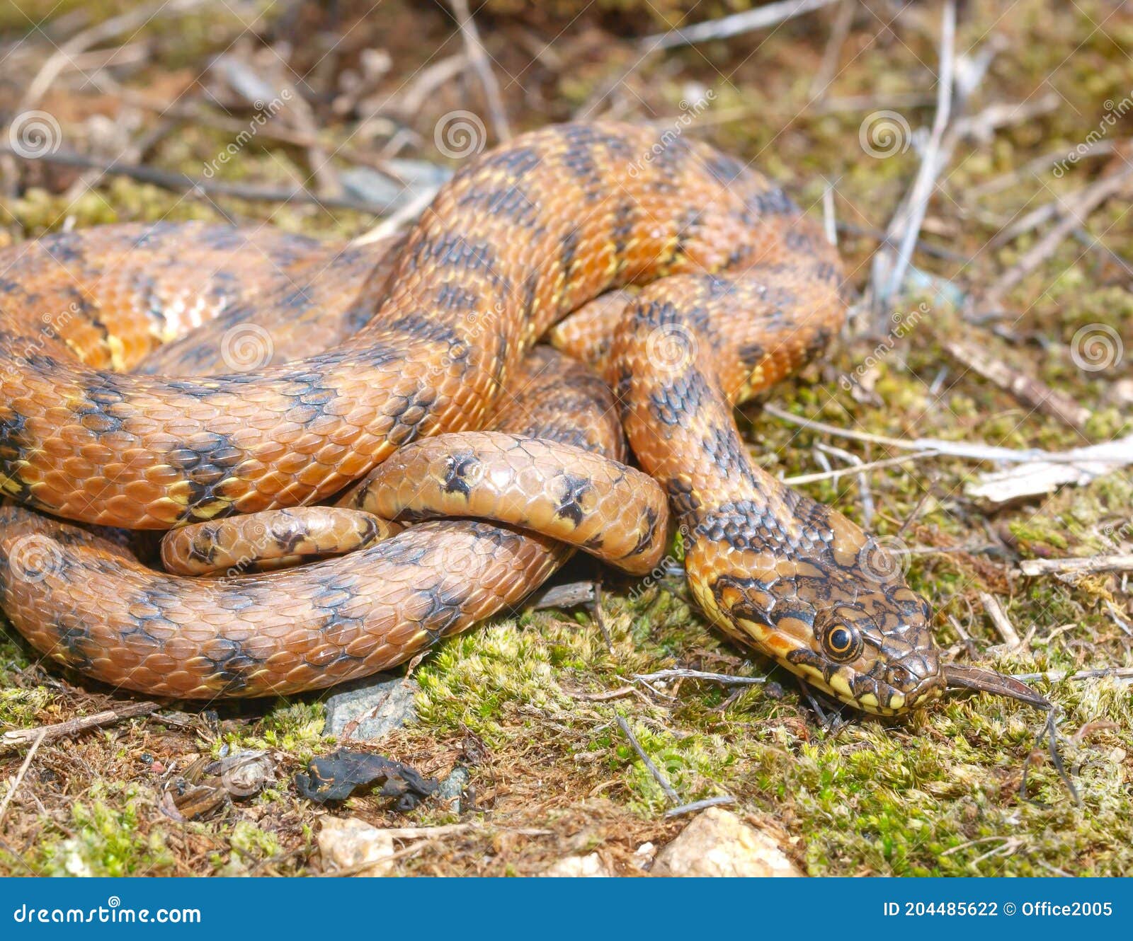 Viperine Snake, Natrix Maura Stock Photo - Image of reptile, snake ...