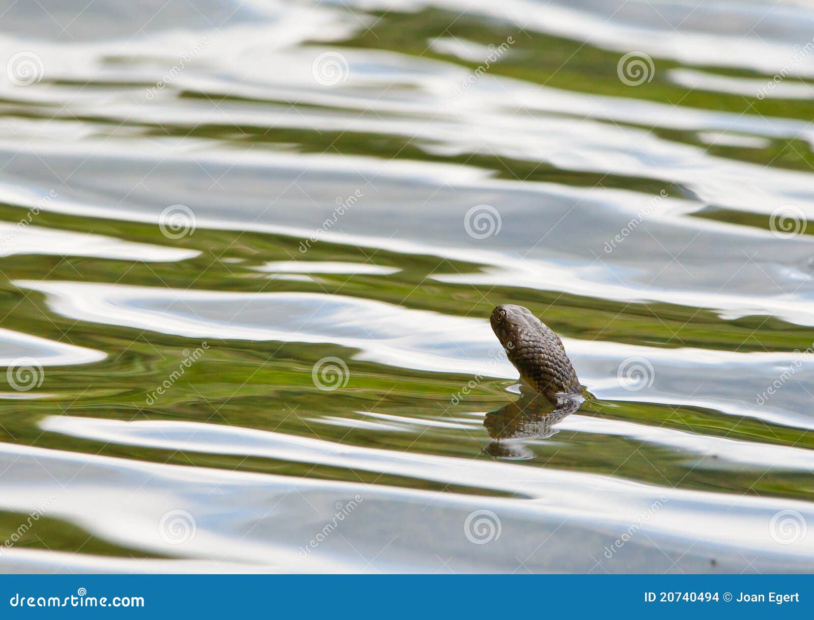 Viperine Water Snake stock photo. Image of river, snakes - 20740494