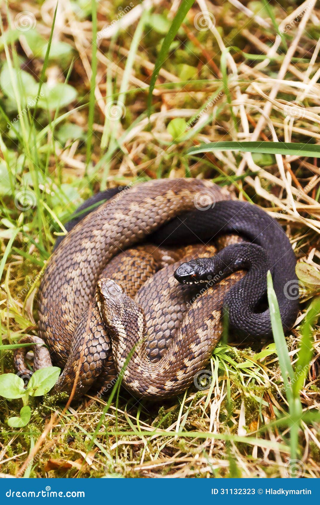 Vipers stock image. Image of mountain, portrait, adder - 31132323