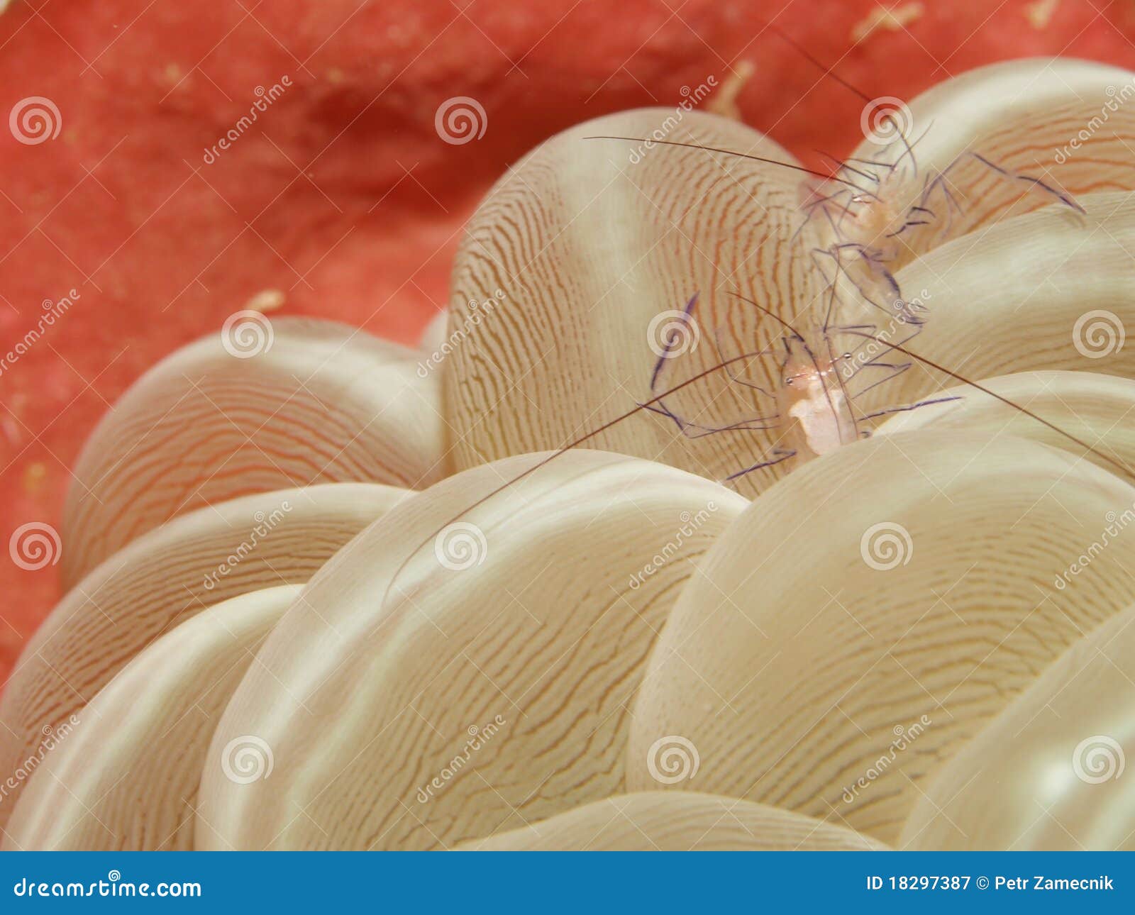 Vir Philippinensis - Schaaldier - Sulawesi Stock Afbeelding - Image of ...