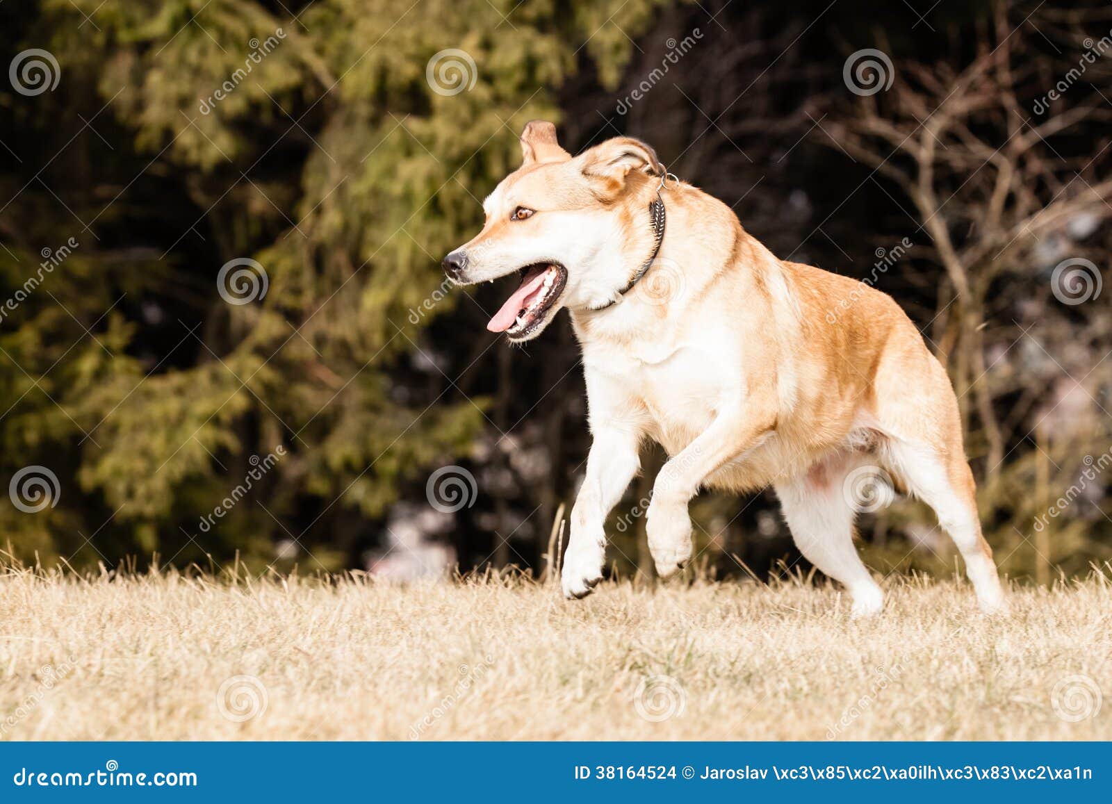 Vira-lata De Labrador E Do Pastor Alemão Foto de Stock - Imagem de ...
